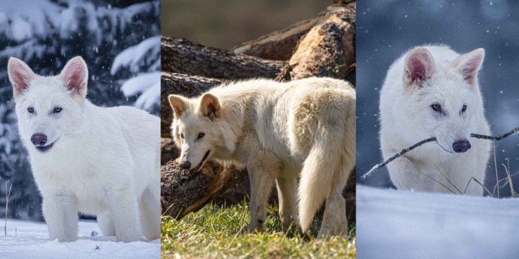 The Resurrection of the Dire Wolf Marks a New Era in Science - Tinds ...